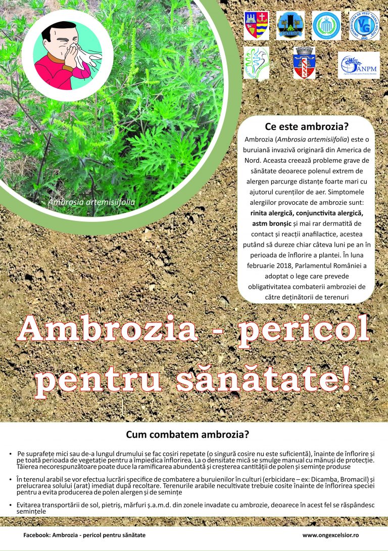 INFORMARE – AMBROZIA prezentare și combatere – COMUNA SINTEA MARE ...